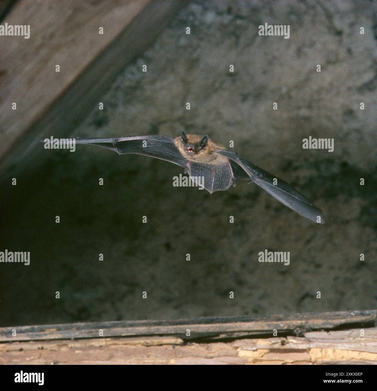 Pipistrelle bats house hi-res stock photography and images - Alamy