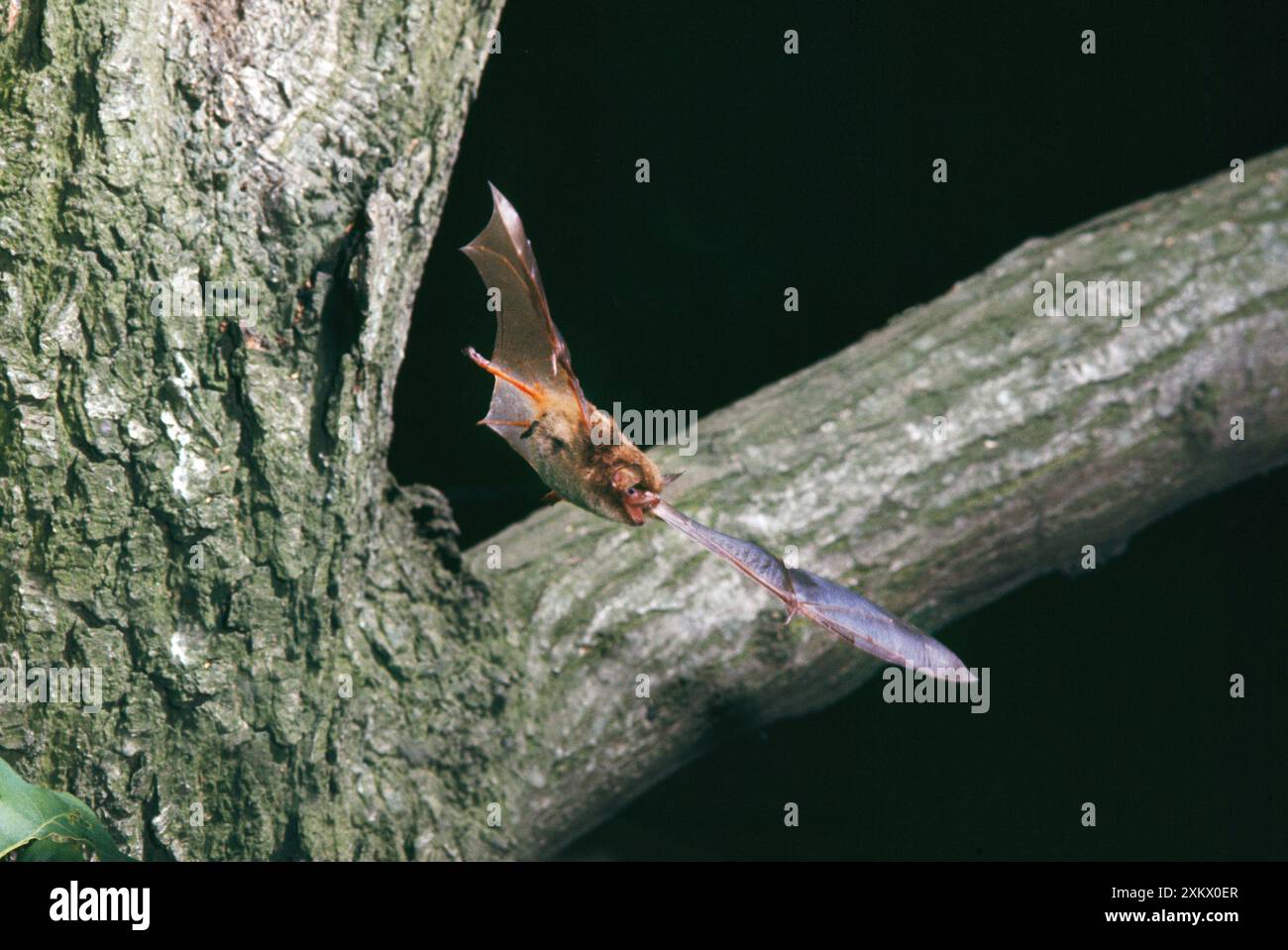 NOCTULE BAT- in flight Stock Photo - Alamy