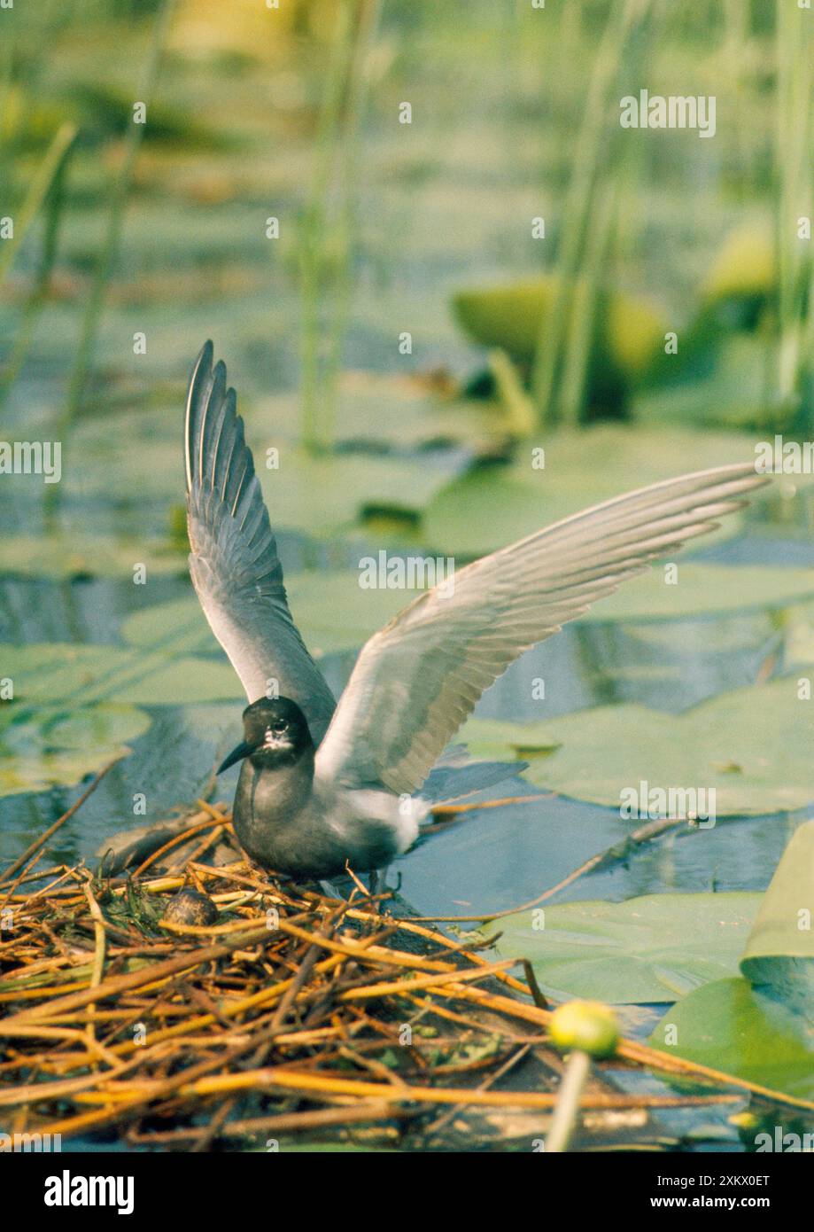 Black Tern - at nest with eggs Stock Photo - Alamy