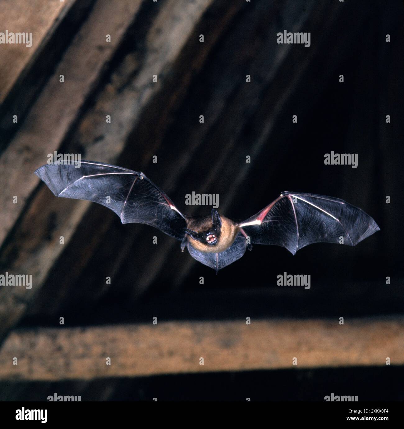 Bats in flight hi-res stock photography and images - Alamy
