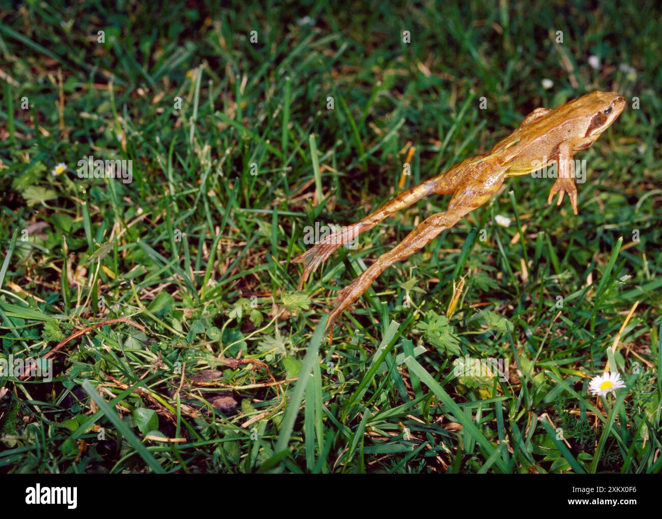 Agile Frog - The hind legs are unusually long which Stock Photo - Alamy