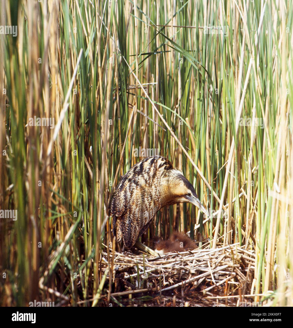Bittern - in reeds at nest with chicks Stock Photo - Alamy