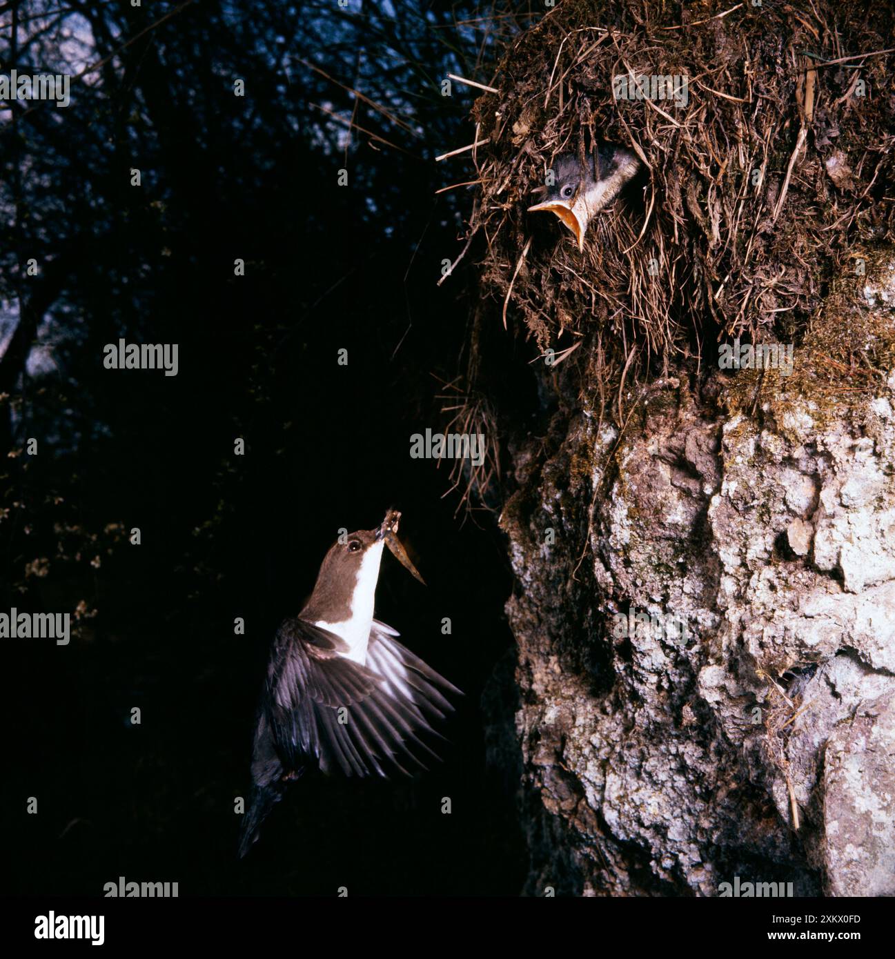 Dipper - feeding young at nest on Riverbank Stock Photo - Alamy