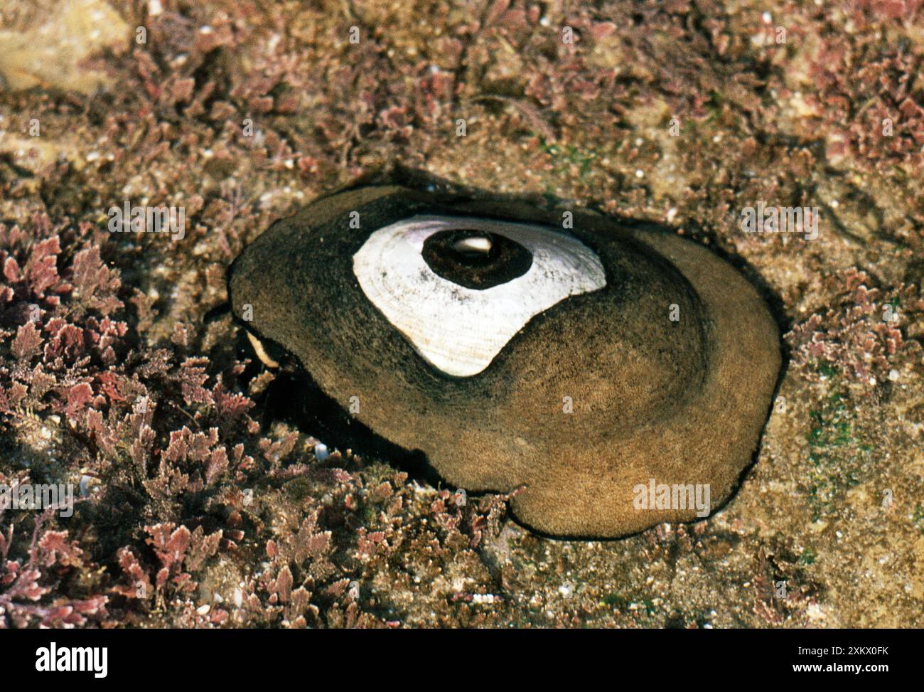 Limpet underwater hi-res stock photography and images - Alamy