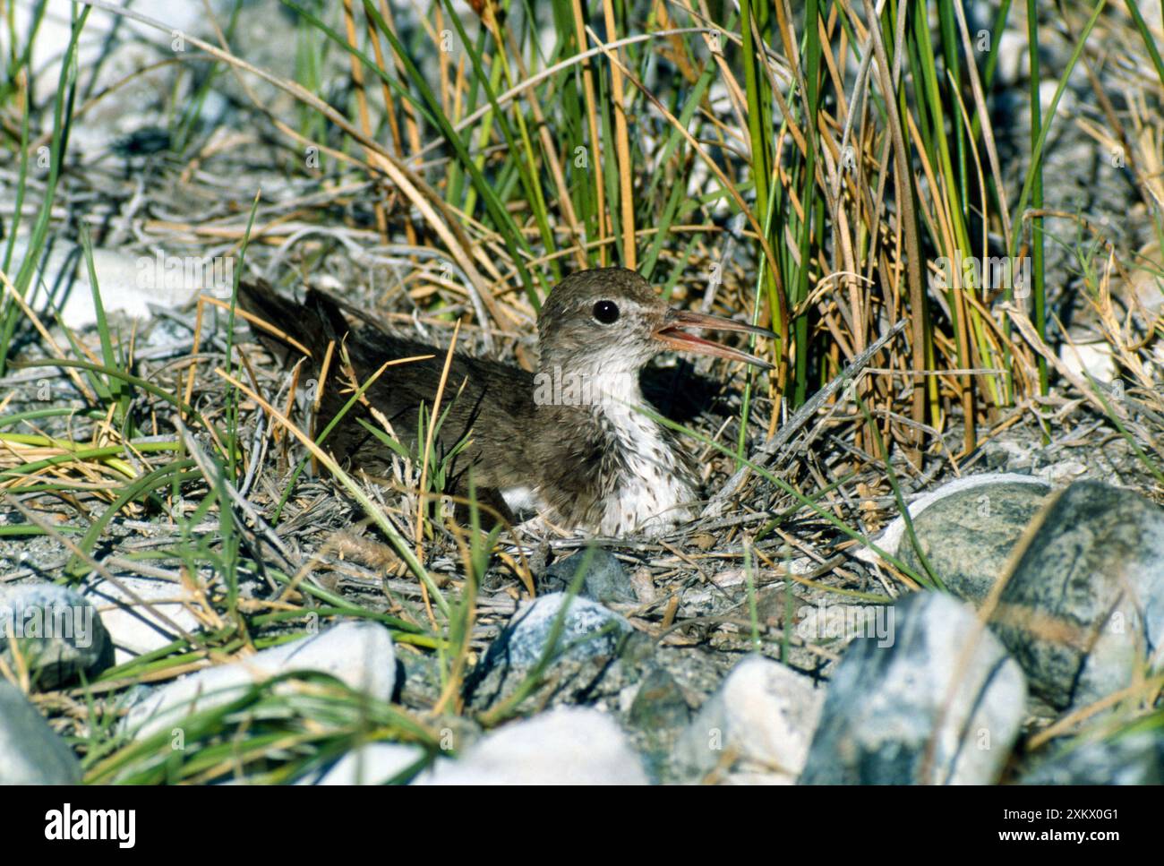 Spotted sandpiper on nest hi-res stock photography and images - Alamy