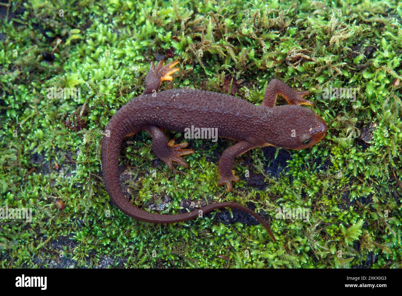 Rough newt hi-res stock photography and images - Alamy