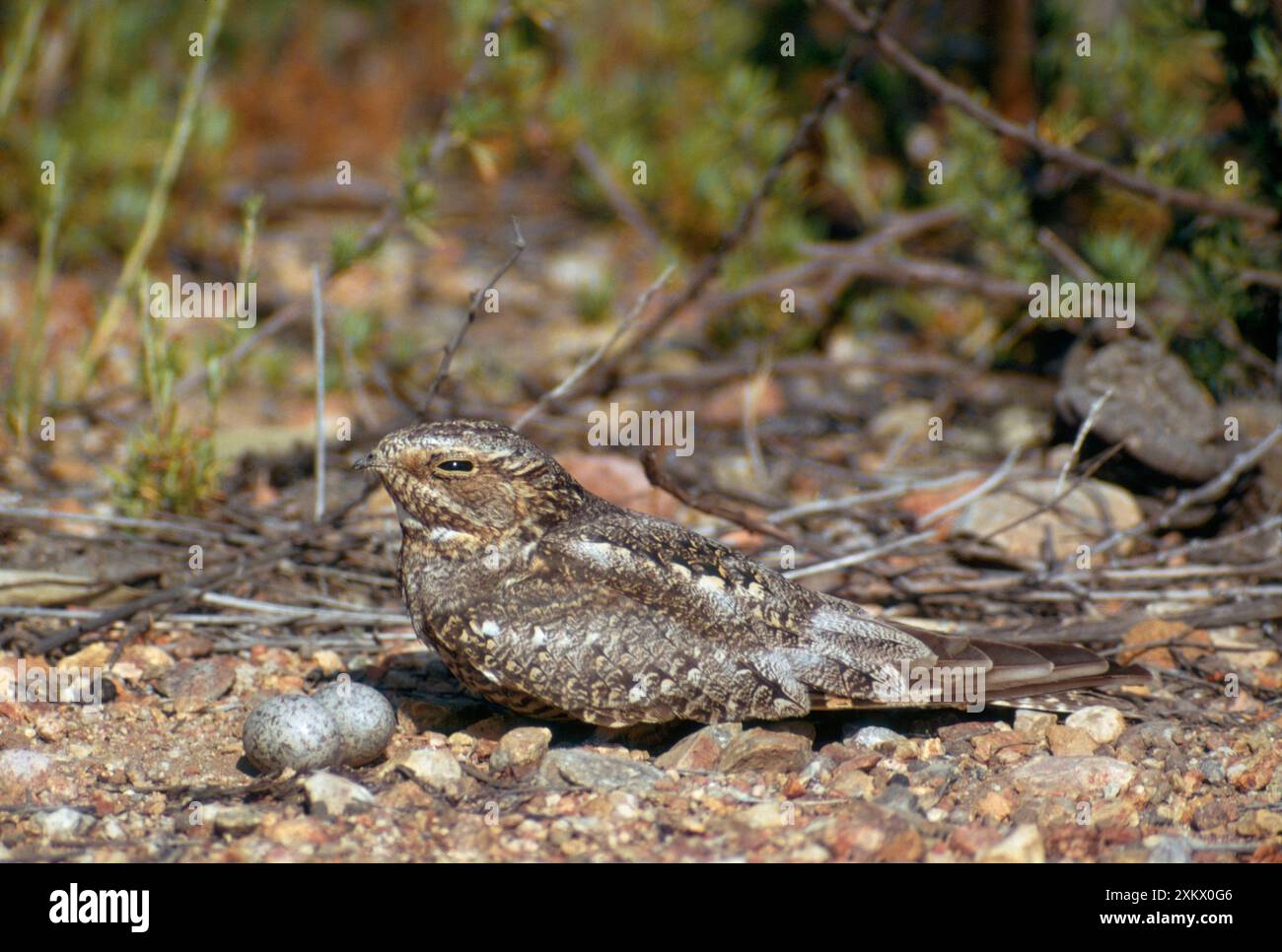 Lesser Nighthawk - and eggs Stock Photo - Alamy