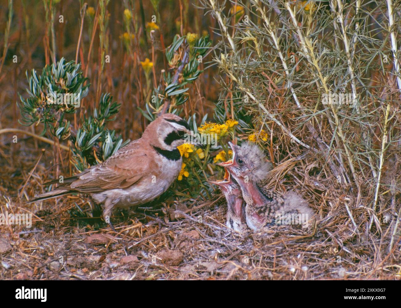 Horned / Shore Lark - male feeding young Stock Photo - Alamy