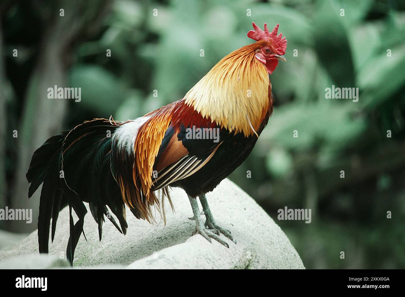 Jungle fowl hi-res stock photography and images - Alamy