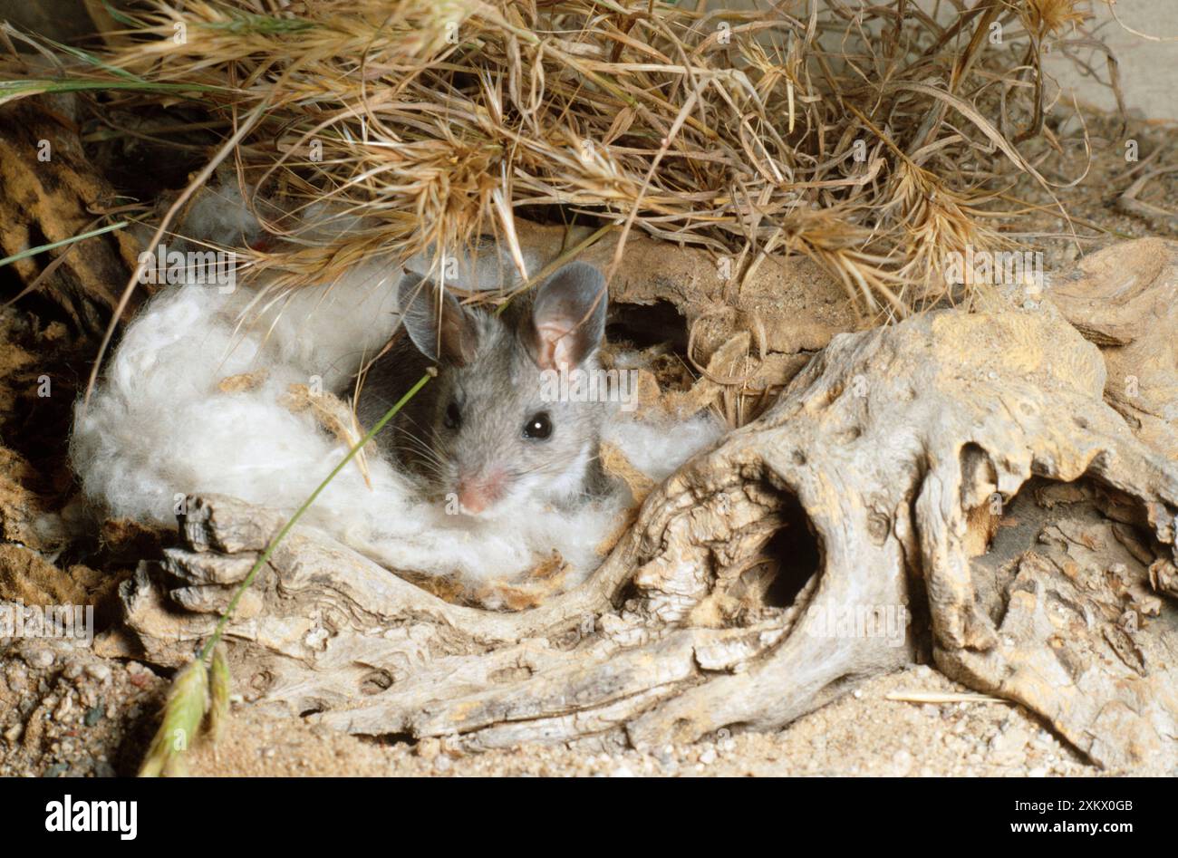 Deer Mouse - at nest Stock Photo - Alamy