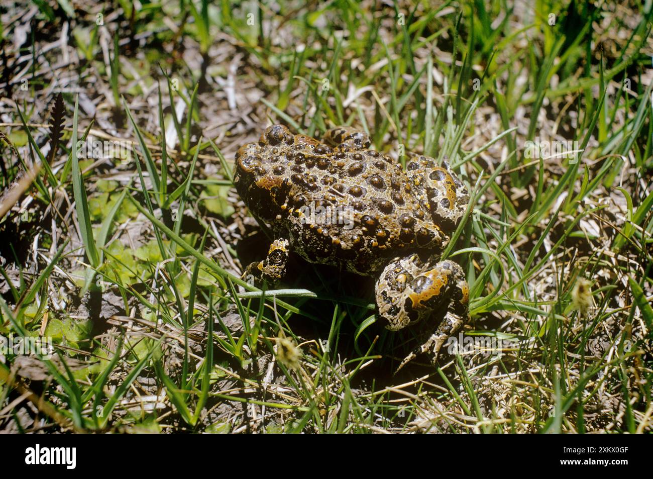 Yosemite Spotted Toad - female Stock Photo - Alamy
