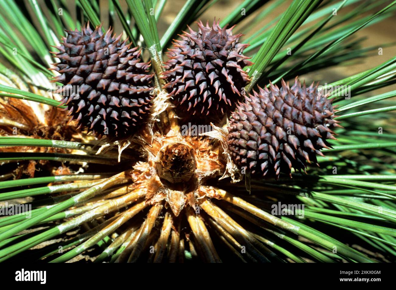 Ponderosa pines pine pinus ponderosa tree trees hi-res stock ...