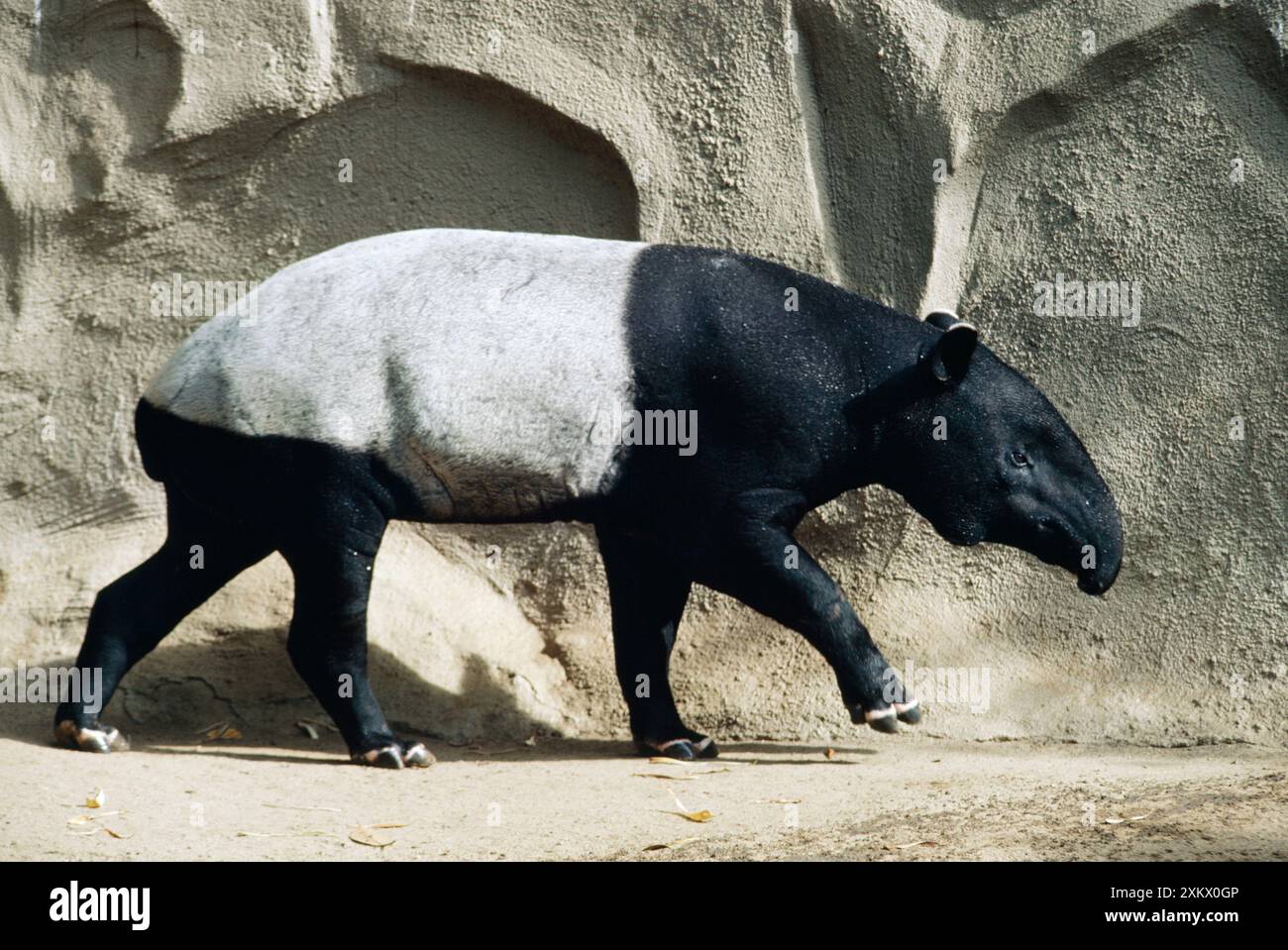 Malay / Saddle-backed Tapir Stock Photo - Alamy