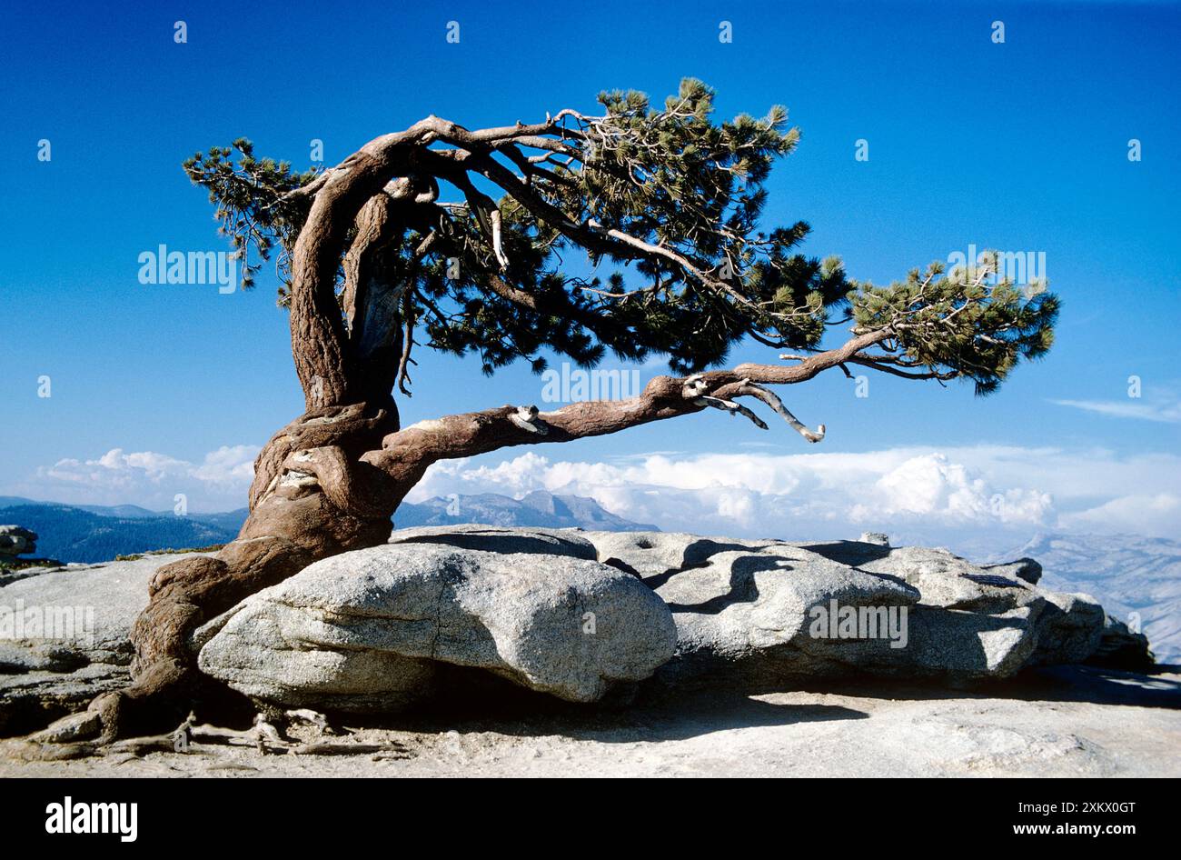 Jeffrey pine hi-res stock photography and images - Alamy