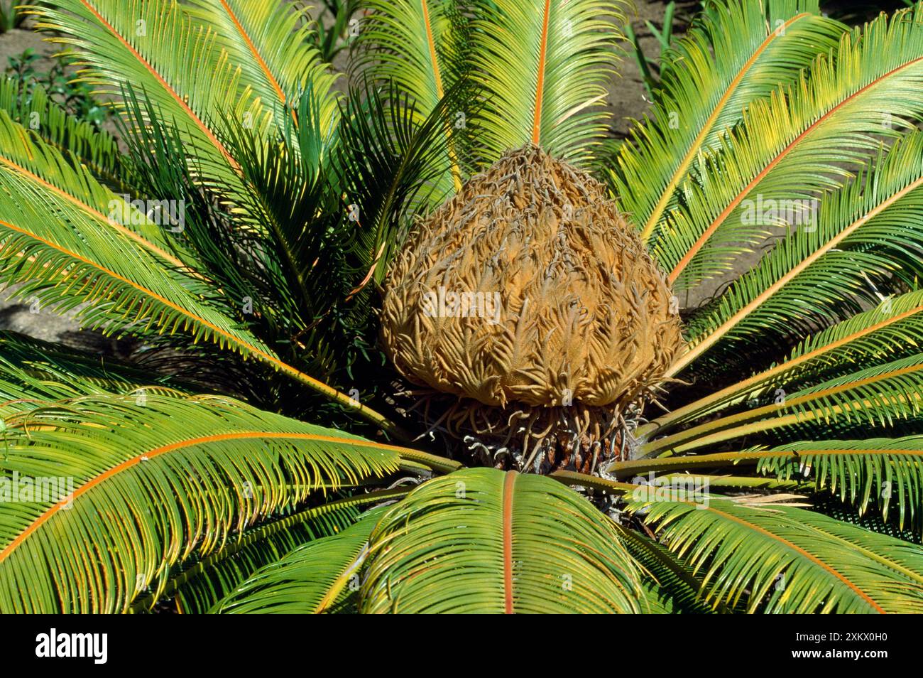 Sago Palm - female flower Stock Photo - Alamy
