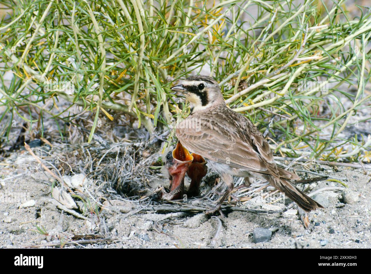 Horned lark nest hi-res stock photography and images - Alamy