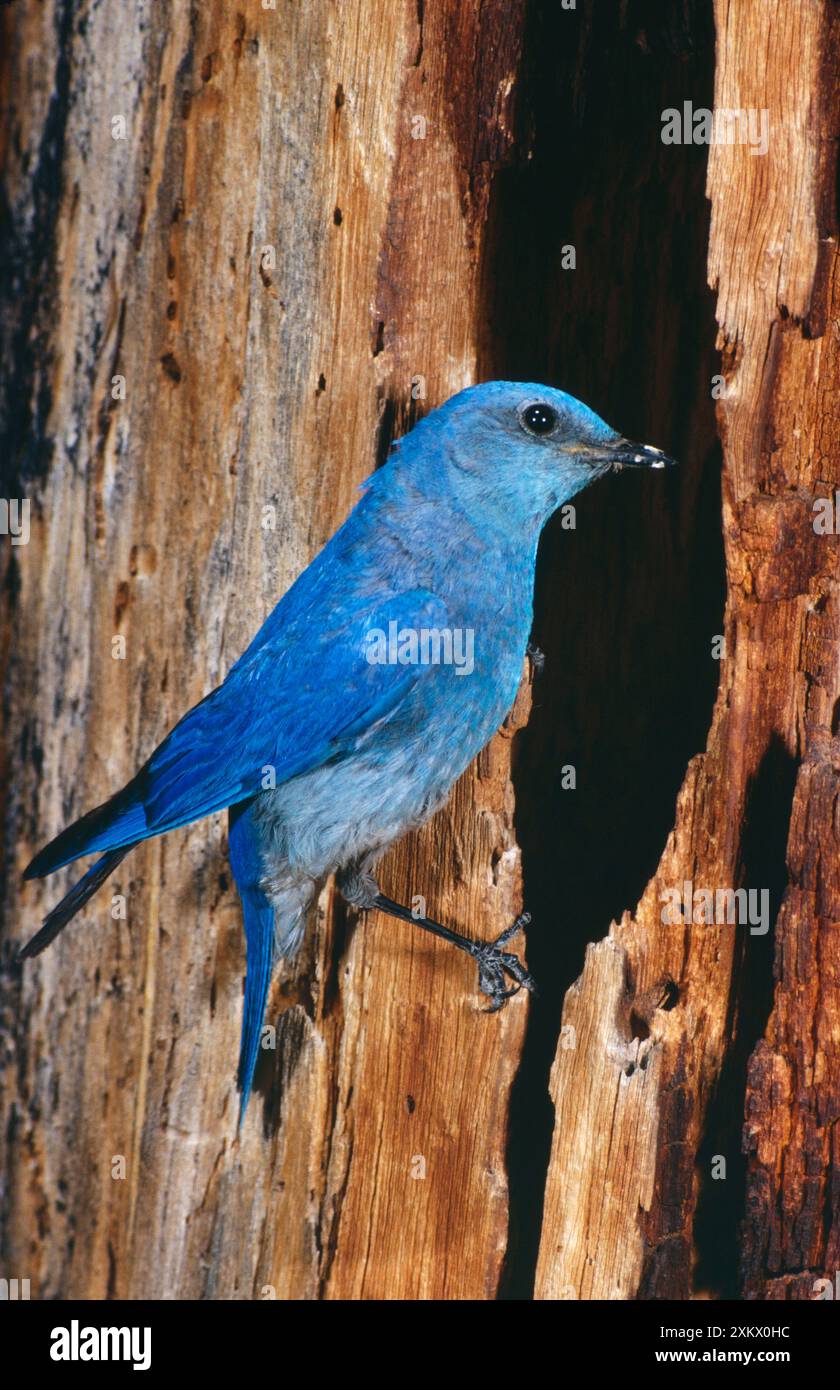 American bluebirds hi-res stock photography and images - Alamy