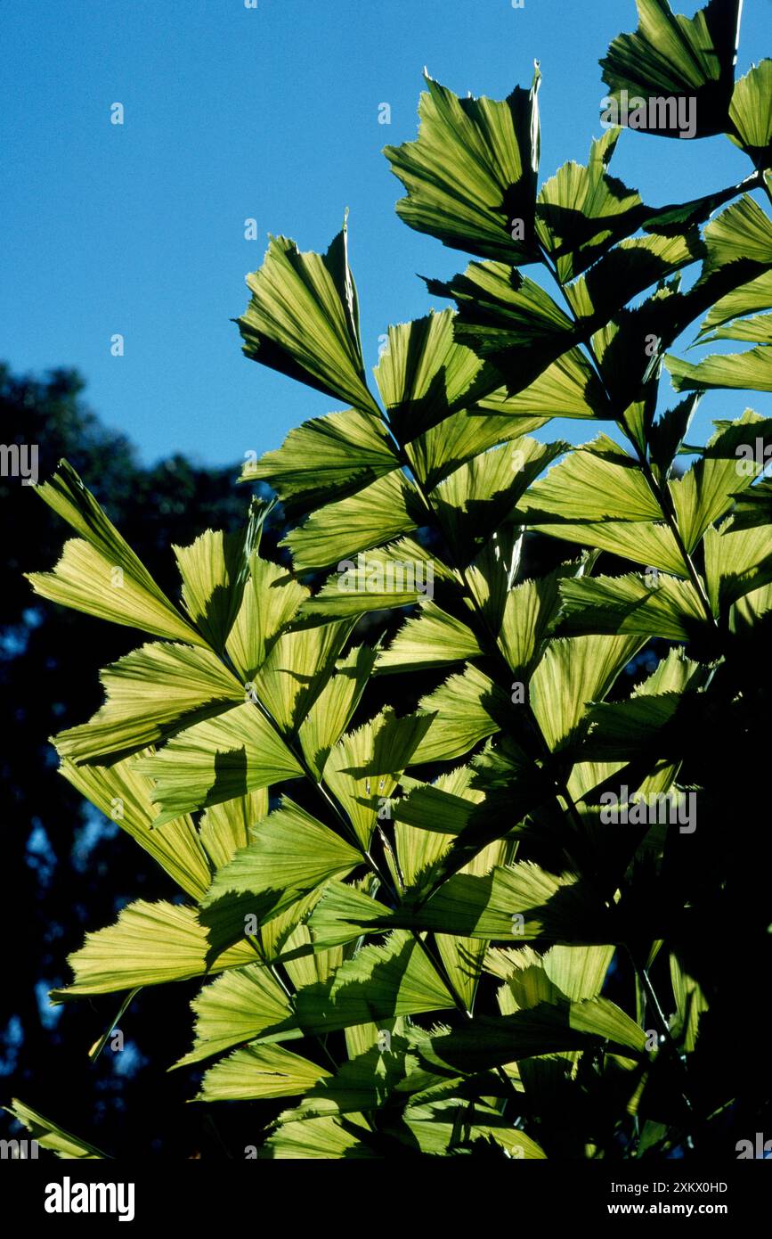 Kitul palm hi-res stock photography and images - Alamy