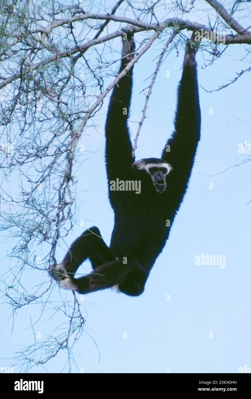 Gibbon swinging tree hi-res stock photography and images - Alamy