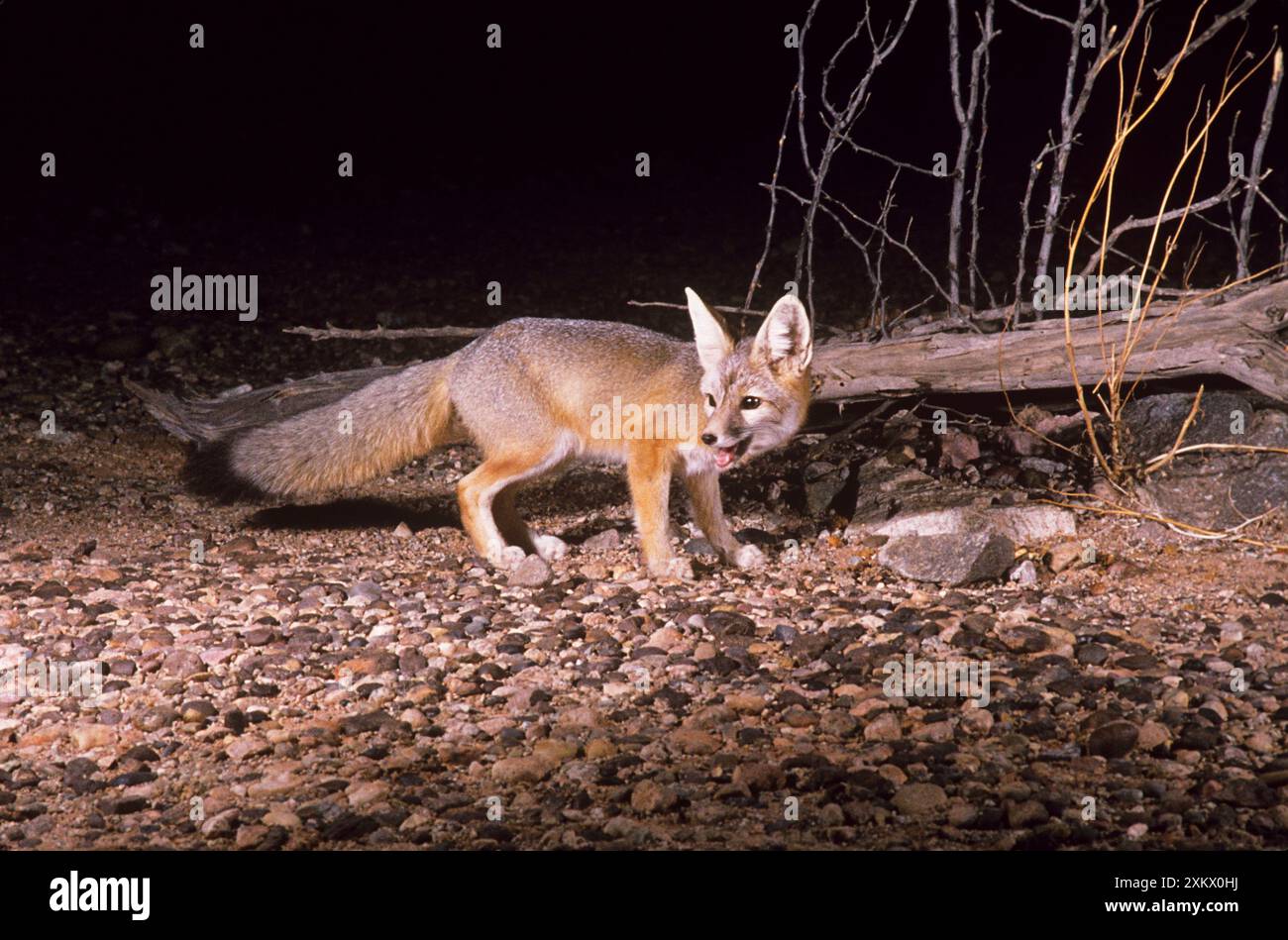 Fox animals hi-res stock photography and images - Alamy