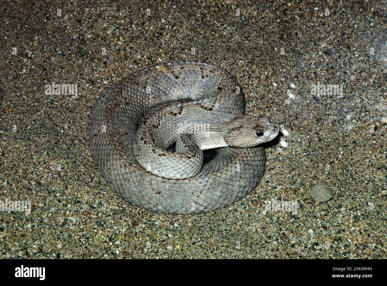 Aruba Island Rattlesnake - coiled Stock Photo - Alamy