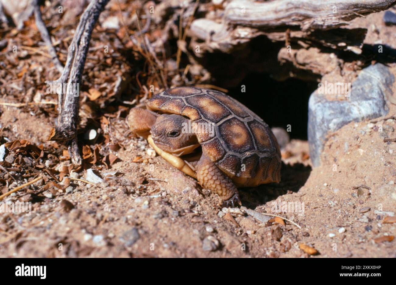 Juvenile tortoises hi-res stock photography and images - Alamy