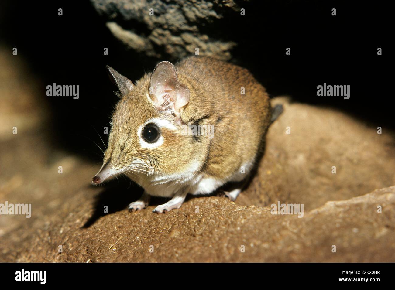 Elephant shrews hi-res stock photography and images - Alamy