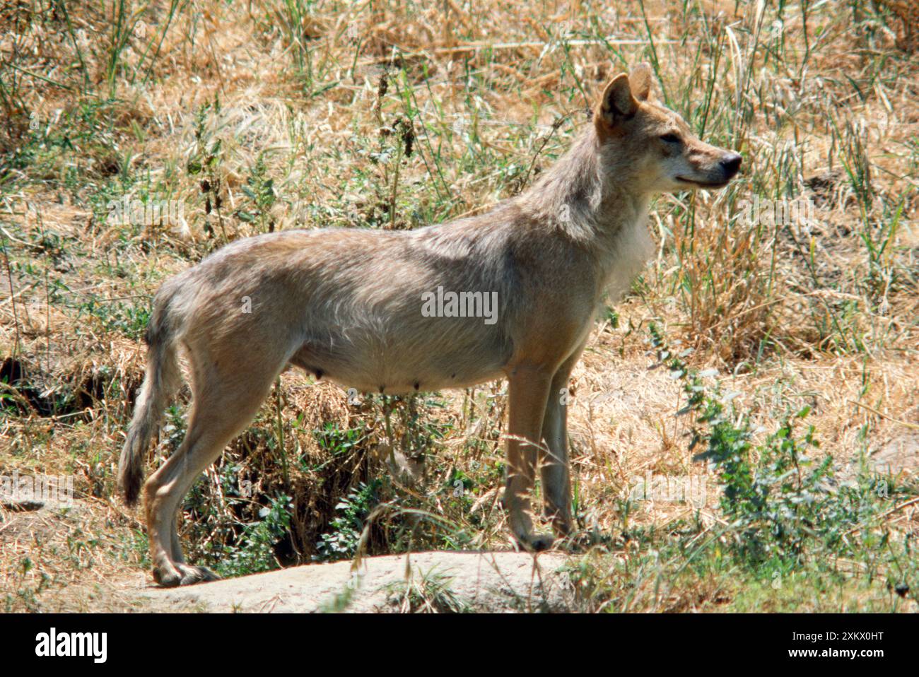 North Chinese Wolf - female Stock Photo - Alamy