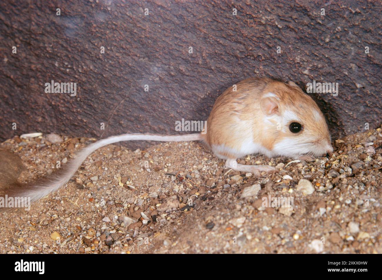 Merriam's Kangaroo Rat Stock Photo - Alamy
