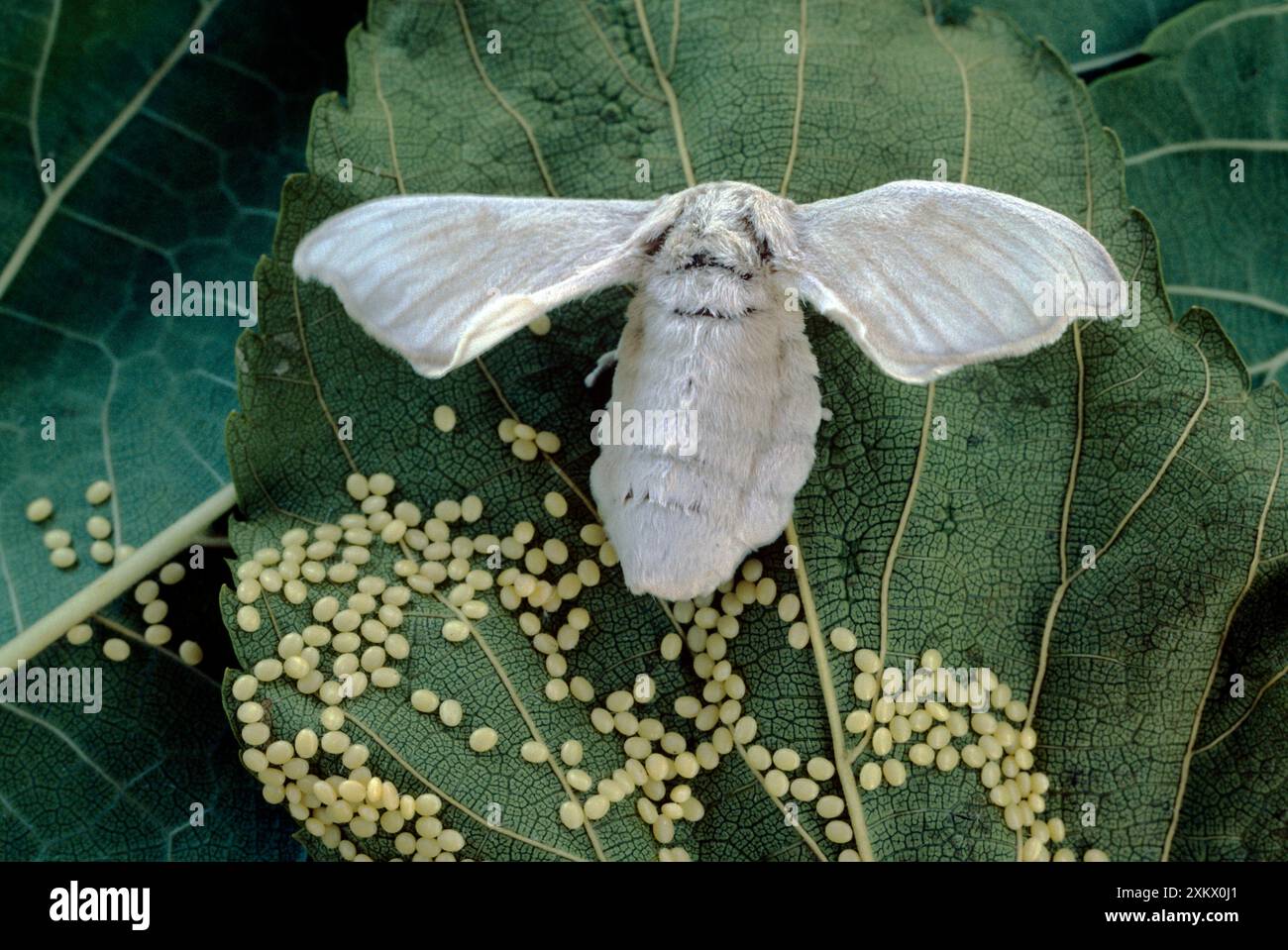 Silk Moth - laying eggs Stock Photo - Alamy