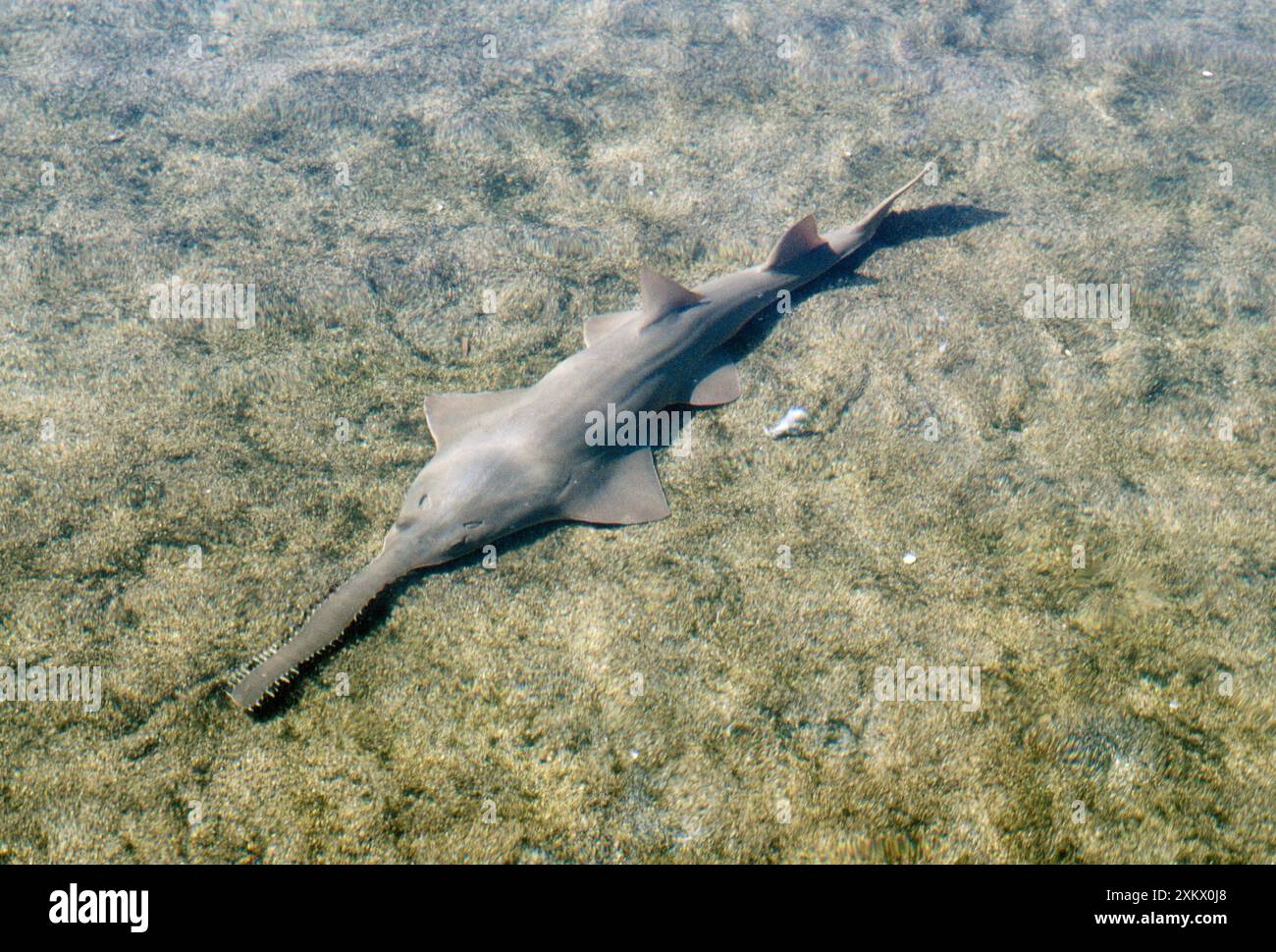 SMALL TOOTHED SAWFISH Stock Photo - Alamy