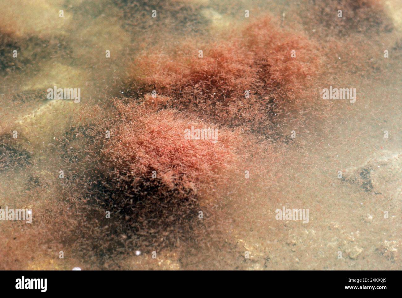 Brine shrimps artemia salina hi-res stock photography and images - Alamy