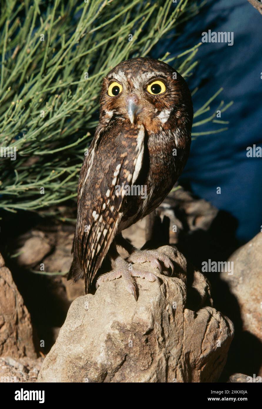 Elf owl hi-res stock photography and images - Alamy