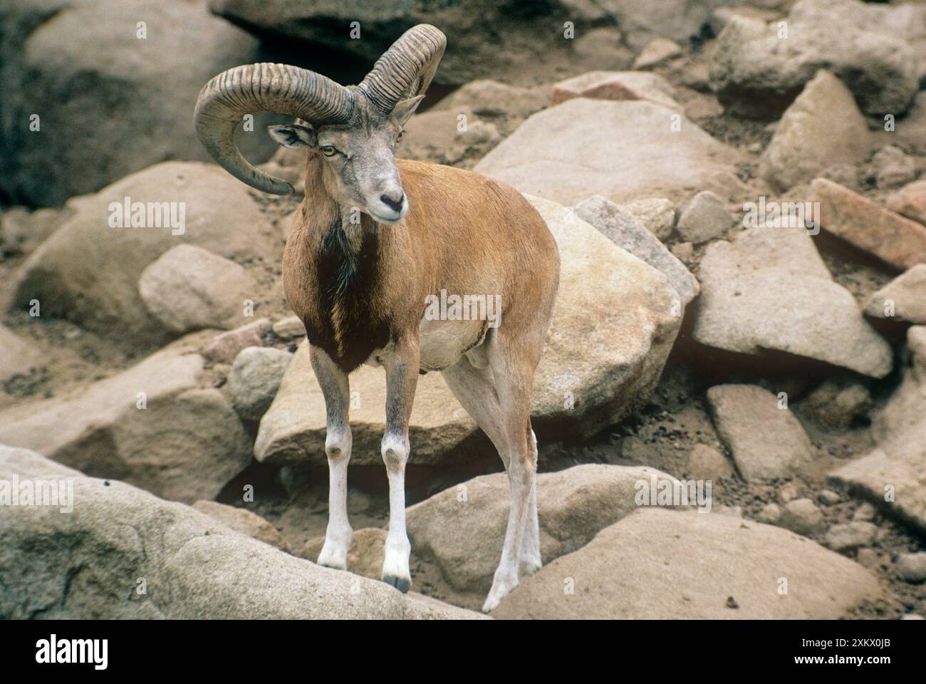 Urial sheep hi-res stock photography and images - Alamy