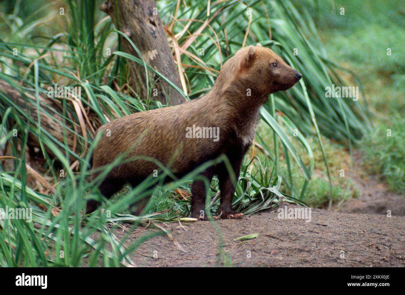Animal mammal dog wildlife hi-res stock photography and images - Alamy