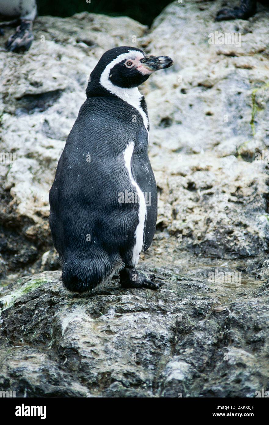 Humboldt / Peruvian PENGUIN Stock Photo - Alamy