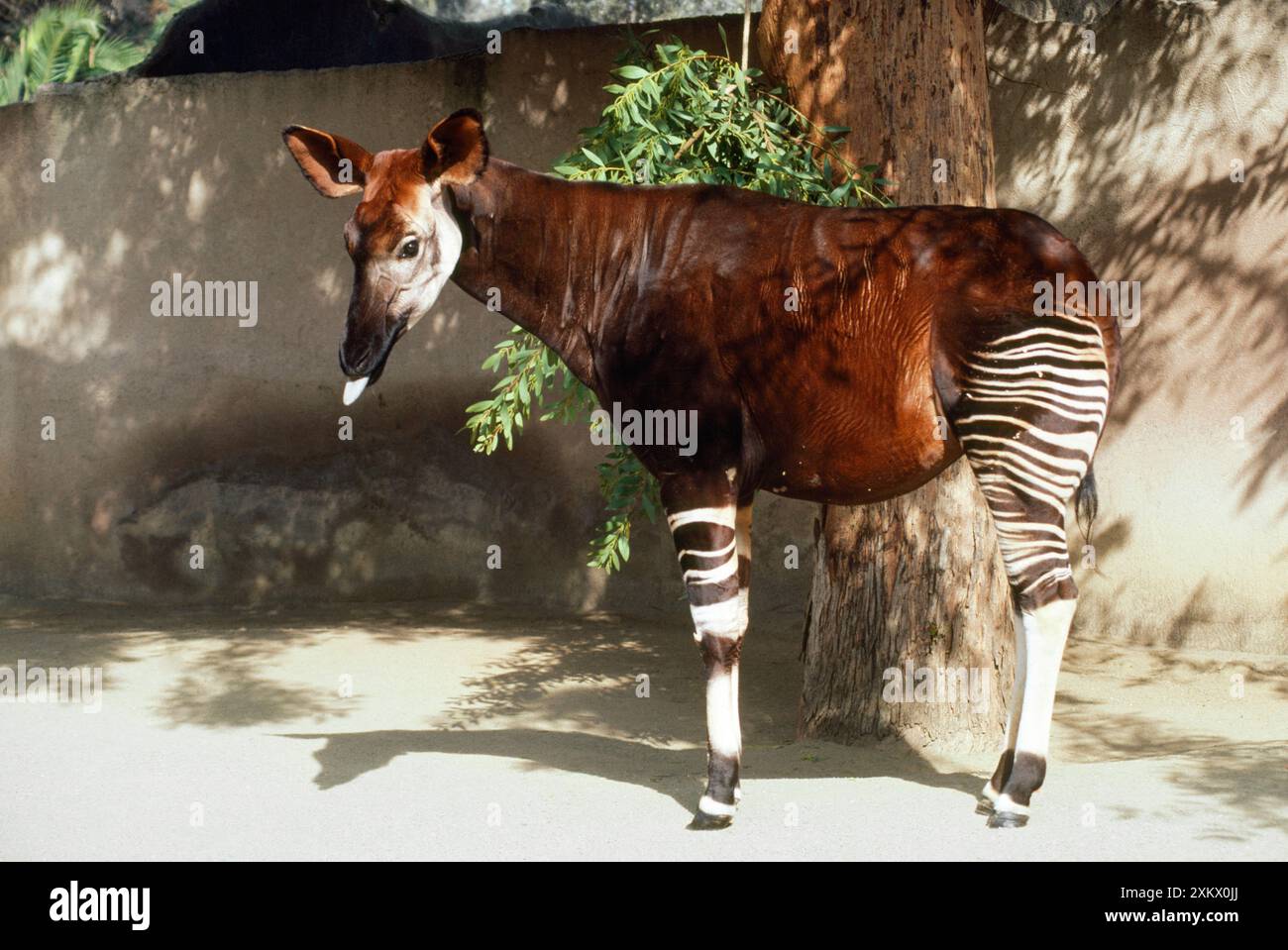 Okapis hi-res stock photography and images - Alamy