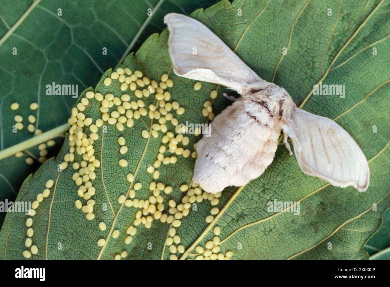 SILK MOTH - lays eggs (Bombyx mori ). Silkworm Stock Photo - Alamy