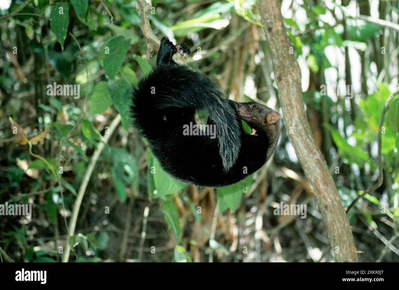 Tayras hi-res stock photography and images - Alamy