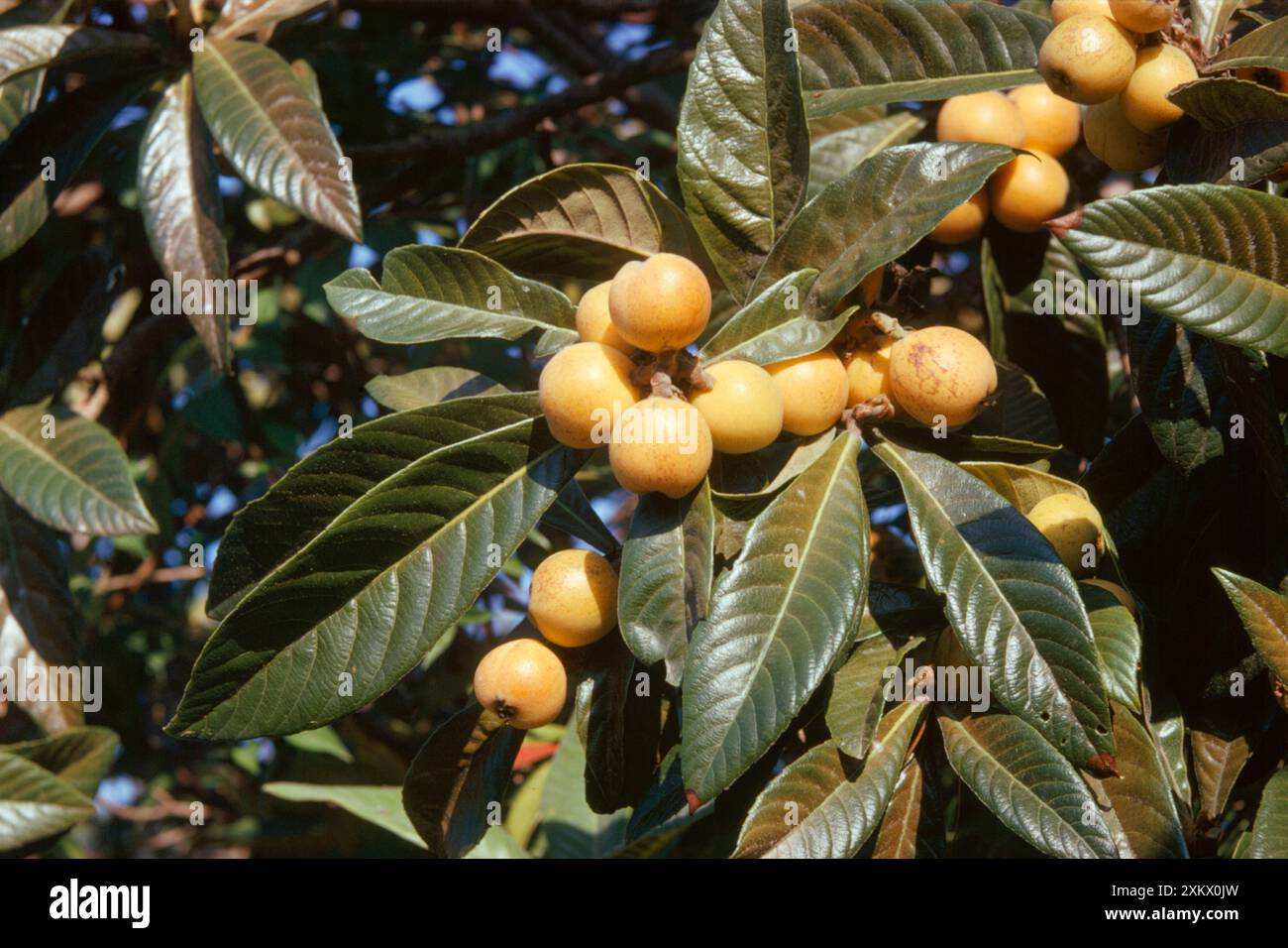 Loquat Fruit - ripe Stock Photo - Alamy