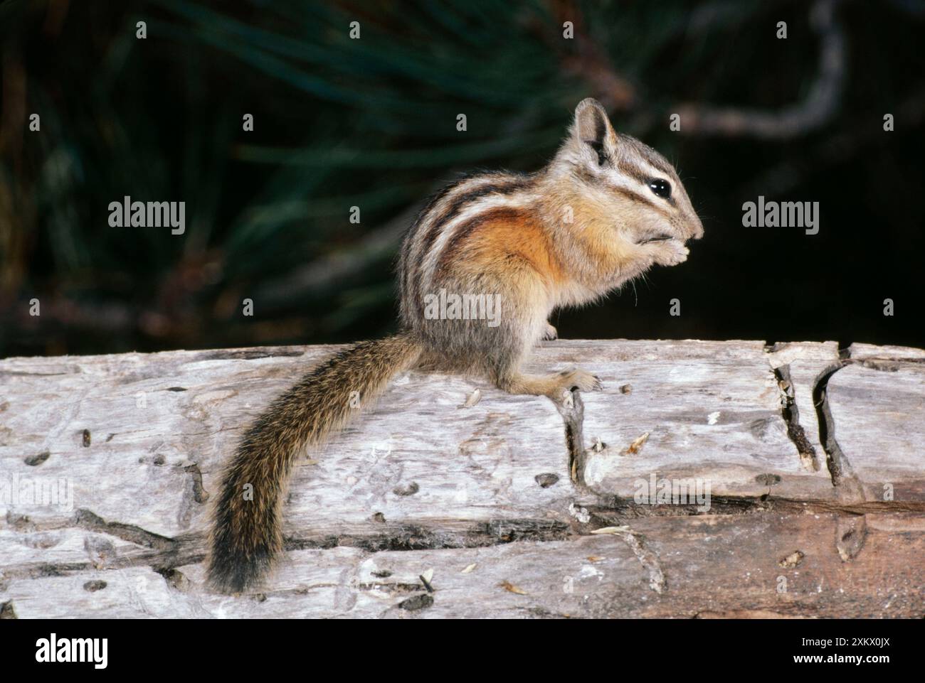 LODGEPOLE CHIPMUNK - sitting on branch, feeding Stock Photo - Alamy