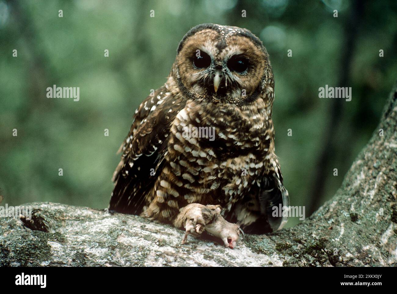 Spotted owls mouse hi-res stock photography and images - Alamy