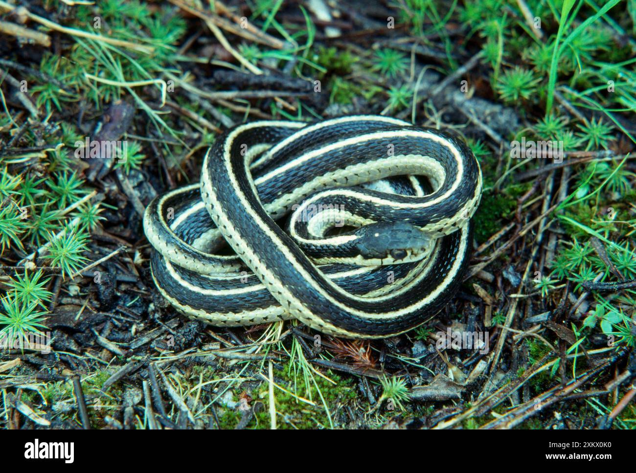 Most common snake hi-res stock photography and images - Alamy