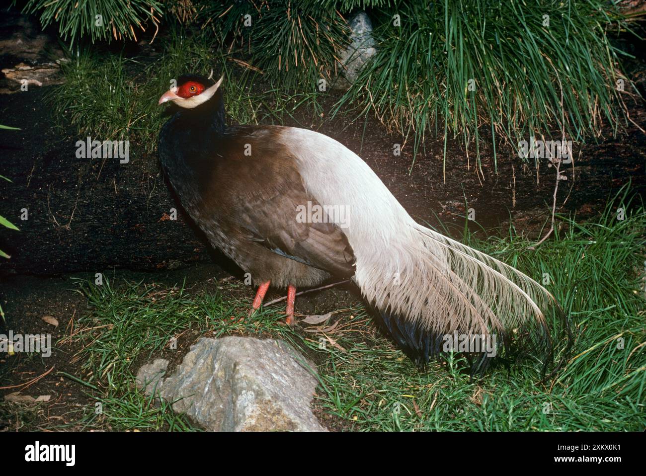 Brown-eared Pheasant / Manchurian-eared Pheasant Stock Photo - Alamy