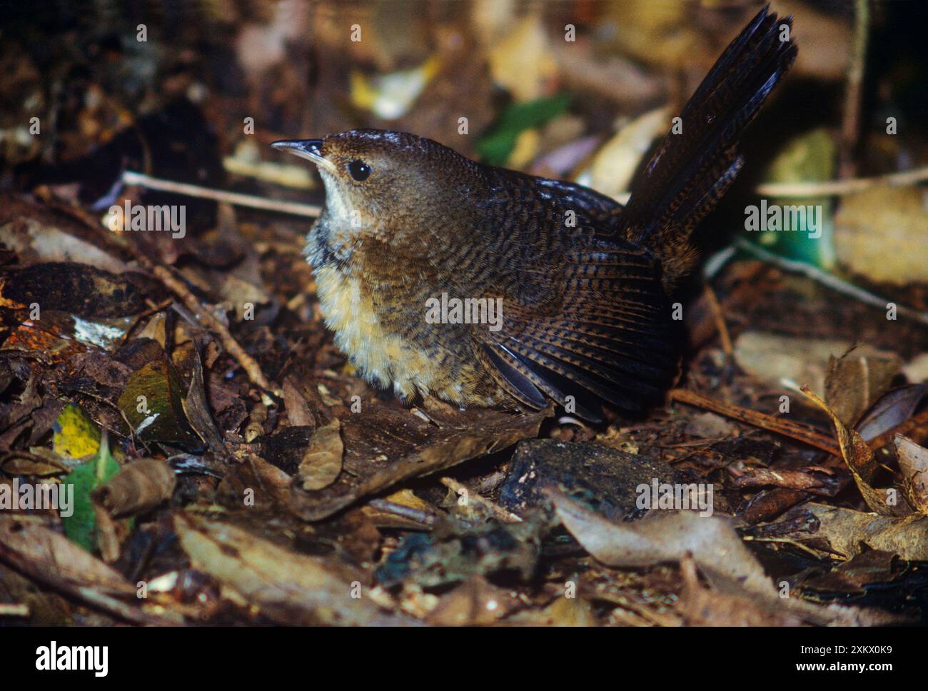 Rufous scrub bird australia hi-res stock photography and images - Alamy