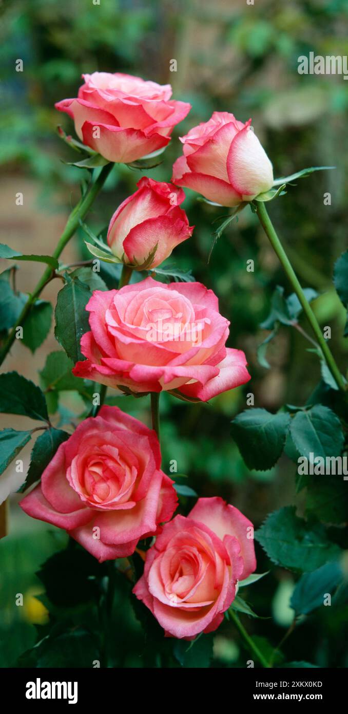 Gail borden hi-res stock photography and images - Alamy