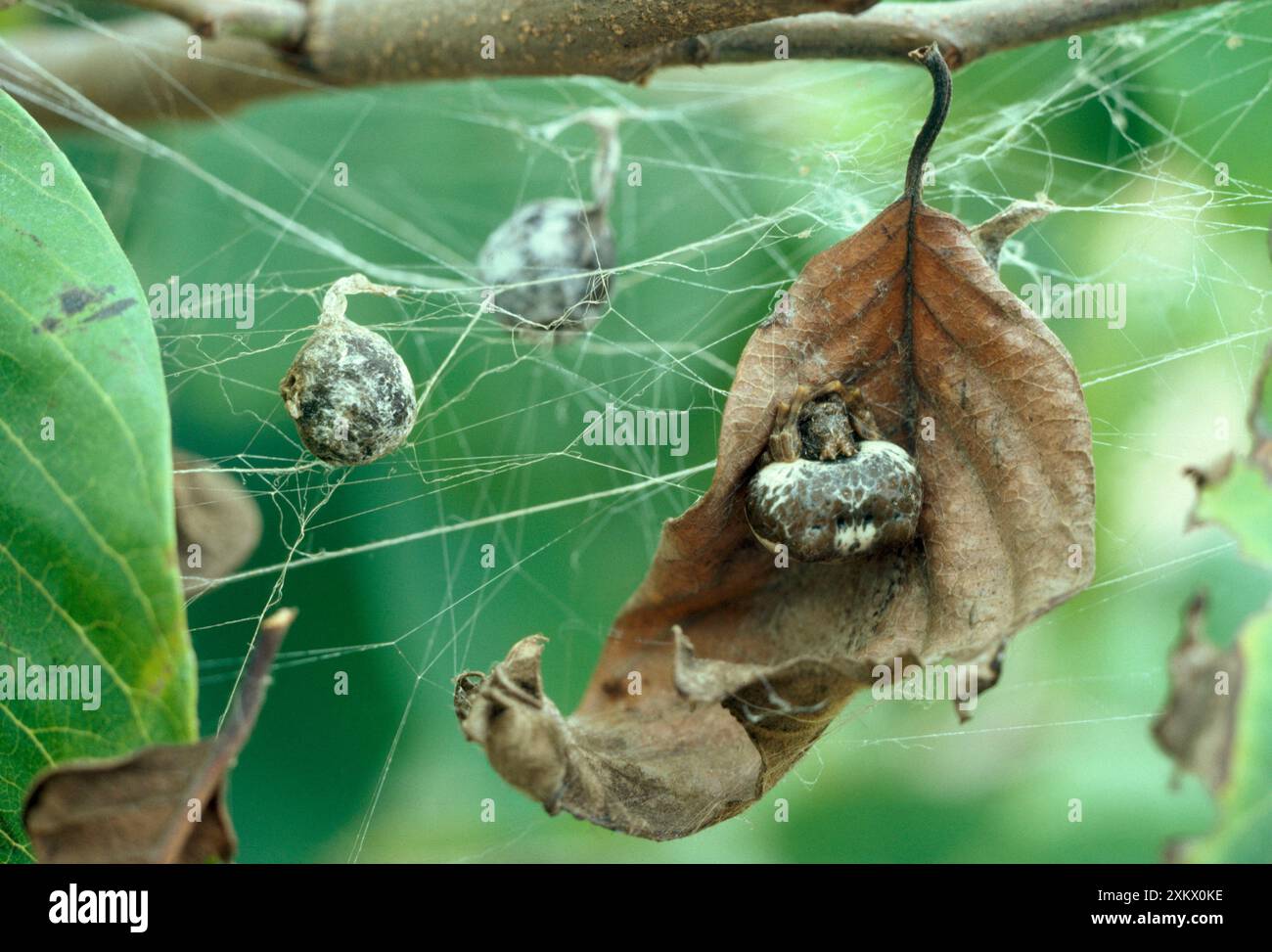 Bola spider hi-res stock photography and images - Alamy