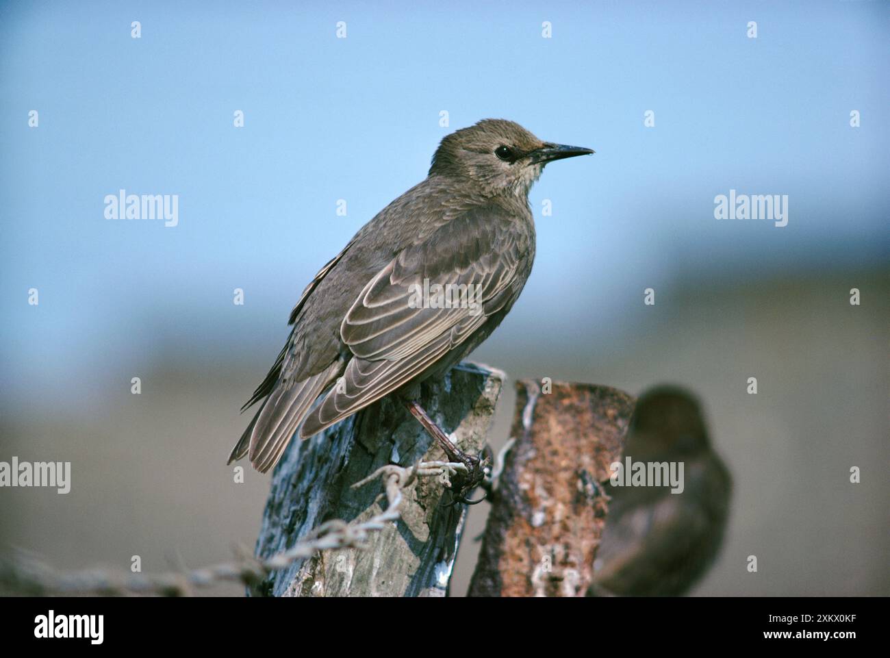 Juvenile european starlings sturnus hi-res stock photography and images ...