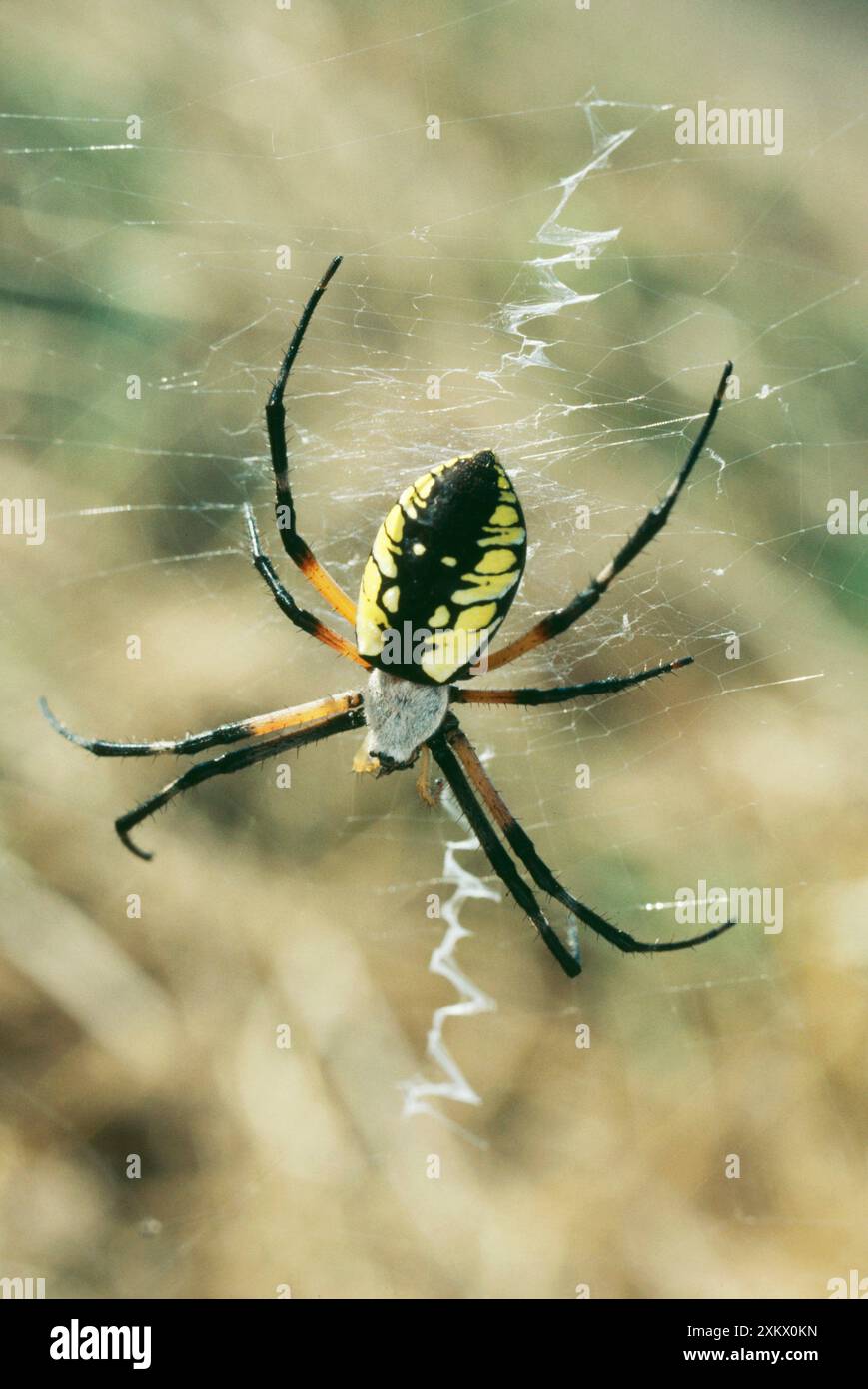 Central american spiders hi-res stock photography and images - Alamy