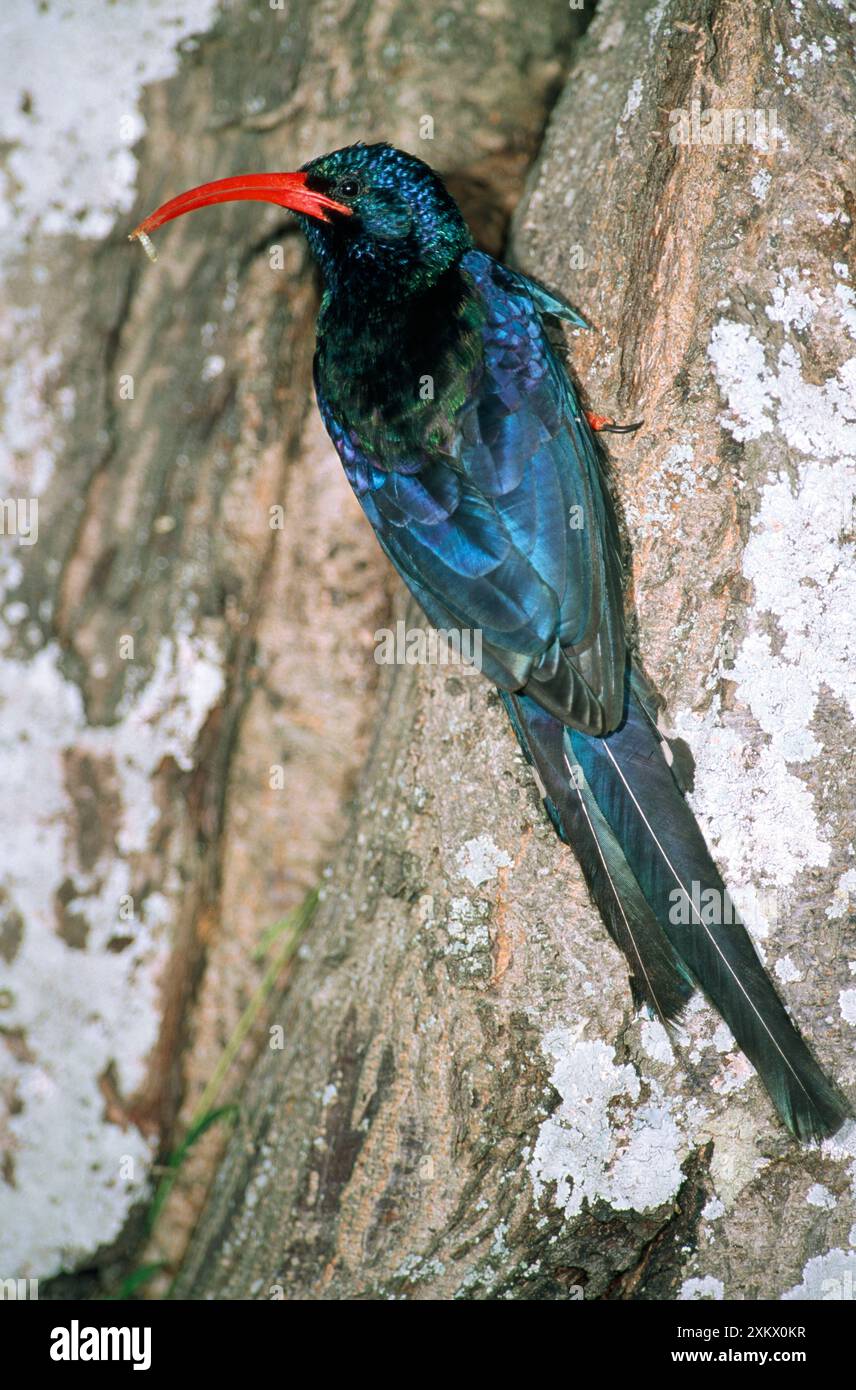 African green woodhoopoes hi-res stock photography and images - Alamy